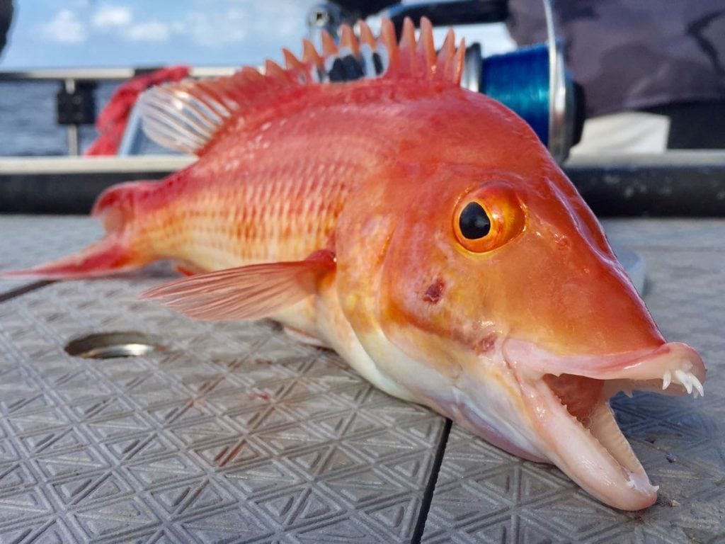 Eastern Pigfish - Sydney Premium Charters