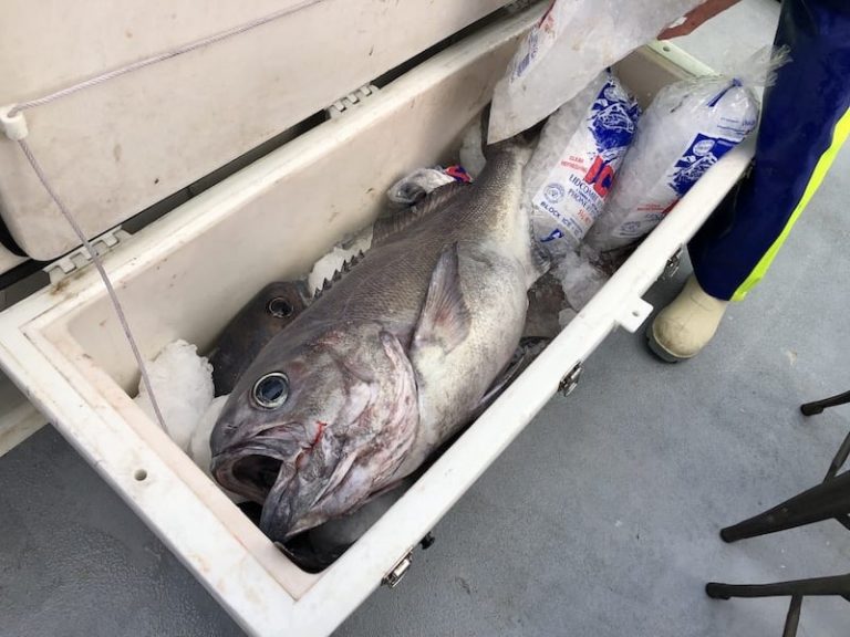30kg Blue Eye Cod Browns Mountain Sydney | Fishing Charters
